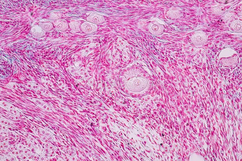 Histological Sample Ovary of Rabbit Tissue Under the Microscope. Stock ...