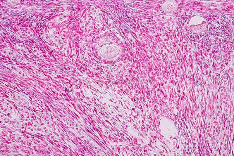 Histological Sample Ovary of Rabbit Tissue Under the Microscope. Stock ...