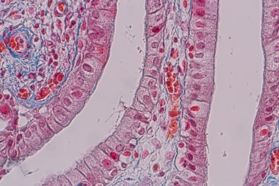 541 Simple Columnar Epithelium Microscope Stock Photos - Free & Royalty ...