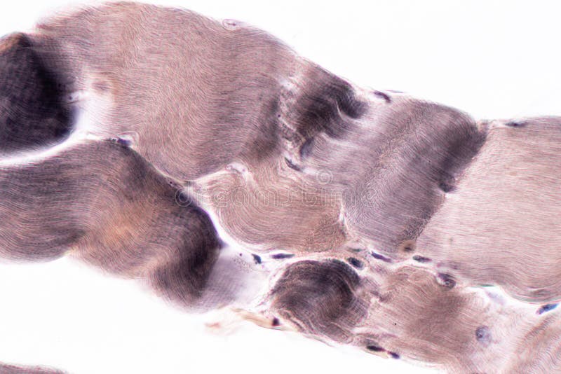 Histological Sample Striated Muscle Tissue Under the Microscope. Stock ...