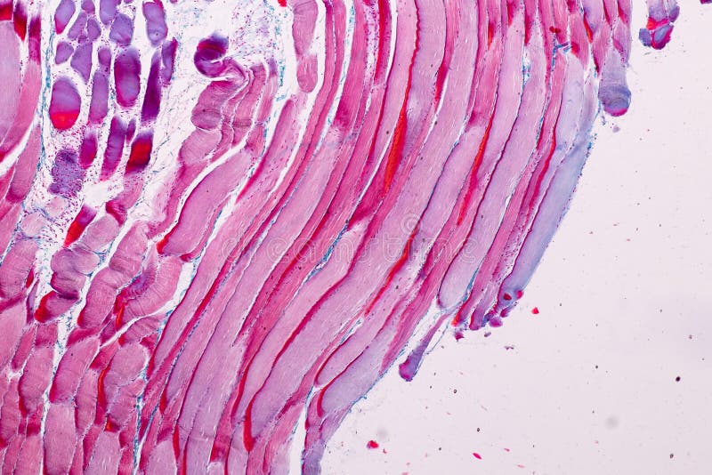 Histological Sample Striated Skeletal Muscle of Mammal Tissue Under the ...