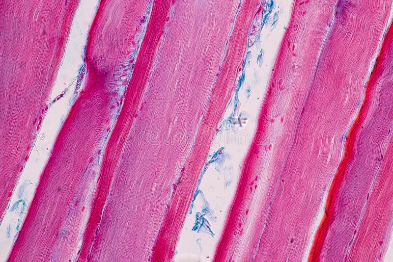 Neuro Skeletal Muscle Microscope