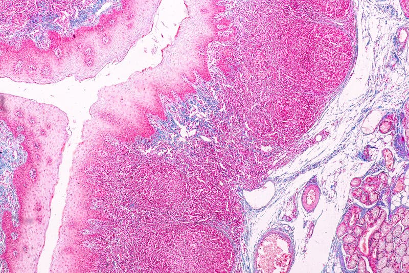 Education Anatomy and Physiology of Tongue Under the Microscopic. Stock ...