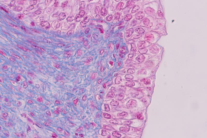 Education Anatomy and Physiology of Tongue Under the Microscopic. Stock ...