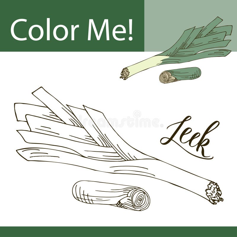 Education Coloring Page with Vegetable. Hand Drawn Vector Illustration ...
