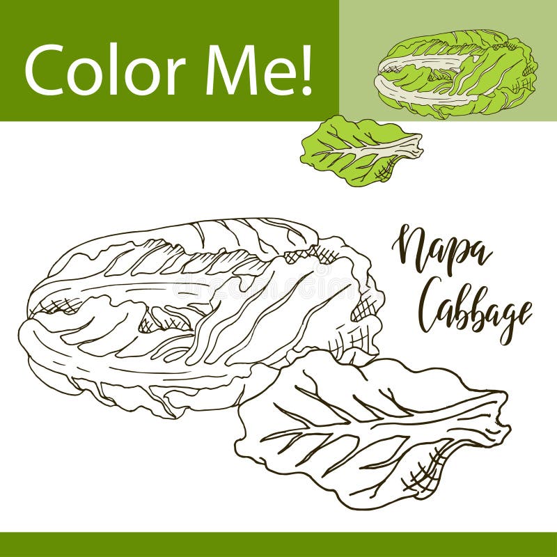 Education Coloring Page with Vegetable. Hand Drawn Vector Illustration ...