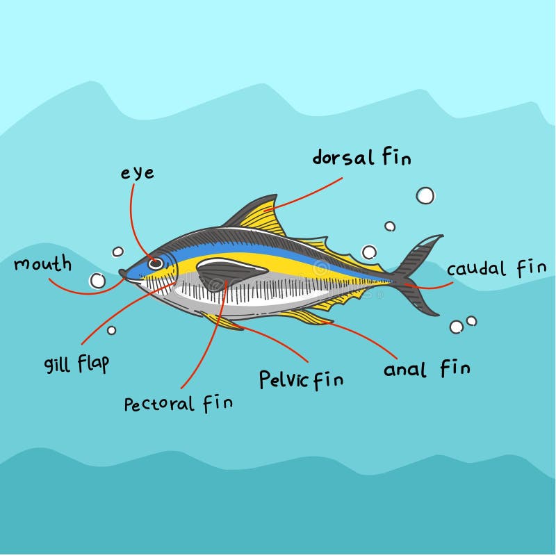 Education on the Names of the Parts of Fish Stock Vector - Illustration ...