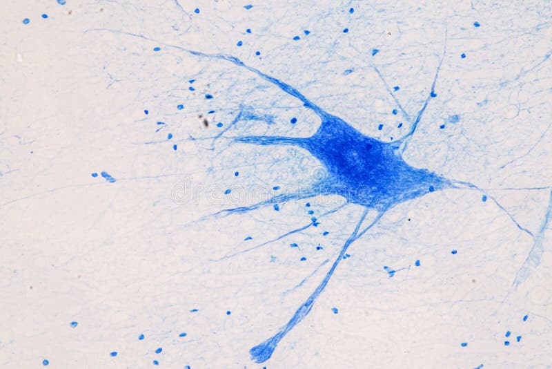 Motor Neuron Under the Microscope. Stock Image - Image of cellular ...