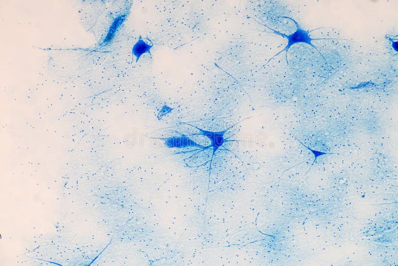 Spinal Cord and Motor Neuron Under the Microscope. Stock Image - Image ...