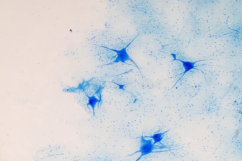 Motor Neuron Under the Microscope. Stock Image - Image of light ...