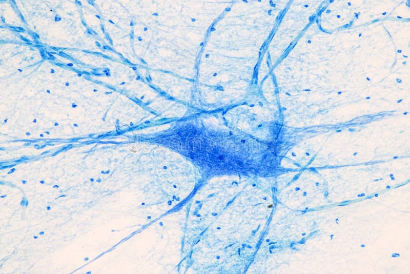 Spinal Cord, Nerve, Cerebellum, Cortex and Motor Neuron Human Under the ...