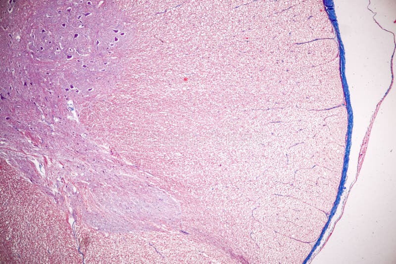 Spinal Cord, Nerve, Cerebellum, Cortex and Motor Neuron Human Under the ...
