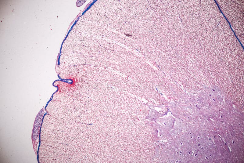 Spinal Cord, Nerve, Cerebellum, Cortex and Motor Neuron Human Under the ...