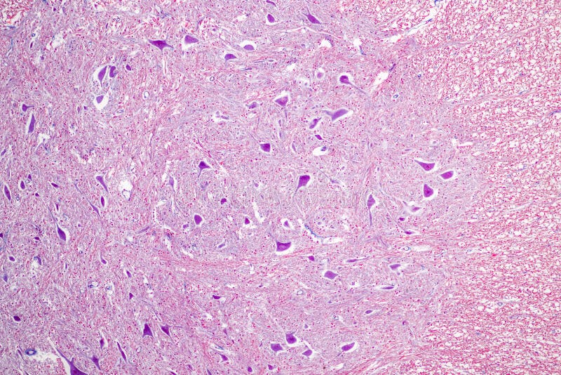 Spinal Cord, Nerve, Cerebellum, Cortex and Motor Neuron Human Under the ...