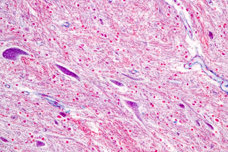 Spinal Cord, Nerve, Cerebellum, Cortex and Motor Neuron Human Under the ...