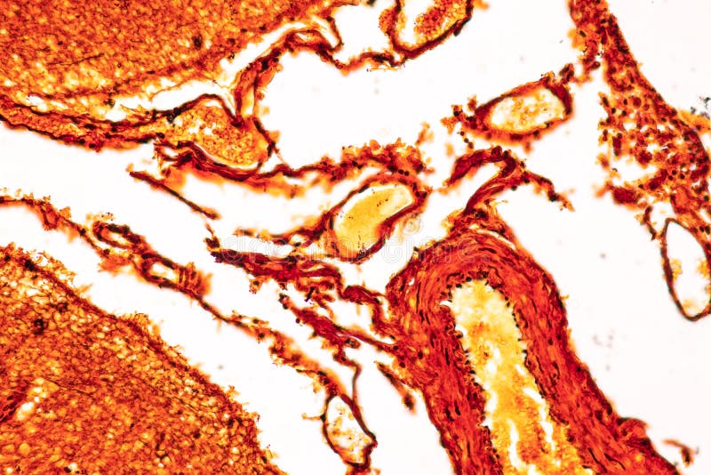 Spinal Cord, Nerve, Cerebellum, Cortex and Motor Neuron Human Under the ...