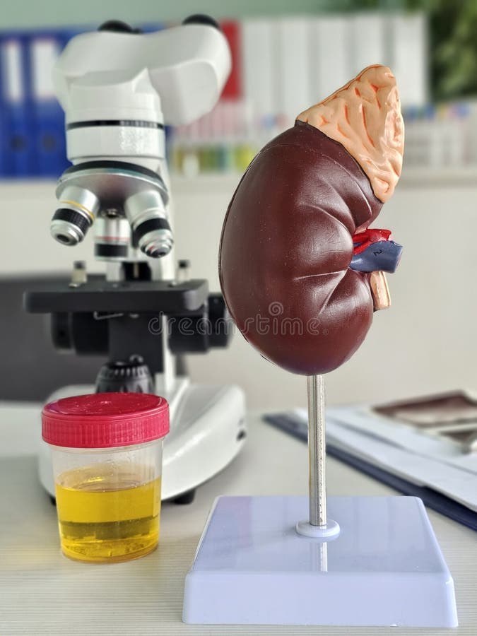 Educational Display Showing a Kidney Model, Microscope, and Urine ...