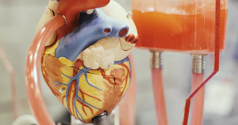 Educational Model of Human Body of Kidney in Hands of Doctor Stock ...