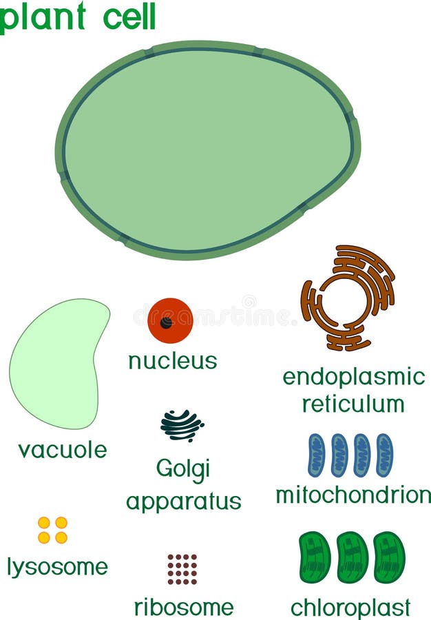 8+ Cell components Free Stock Photos - StockFreeImages