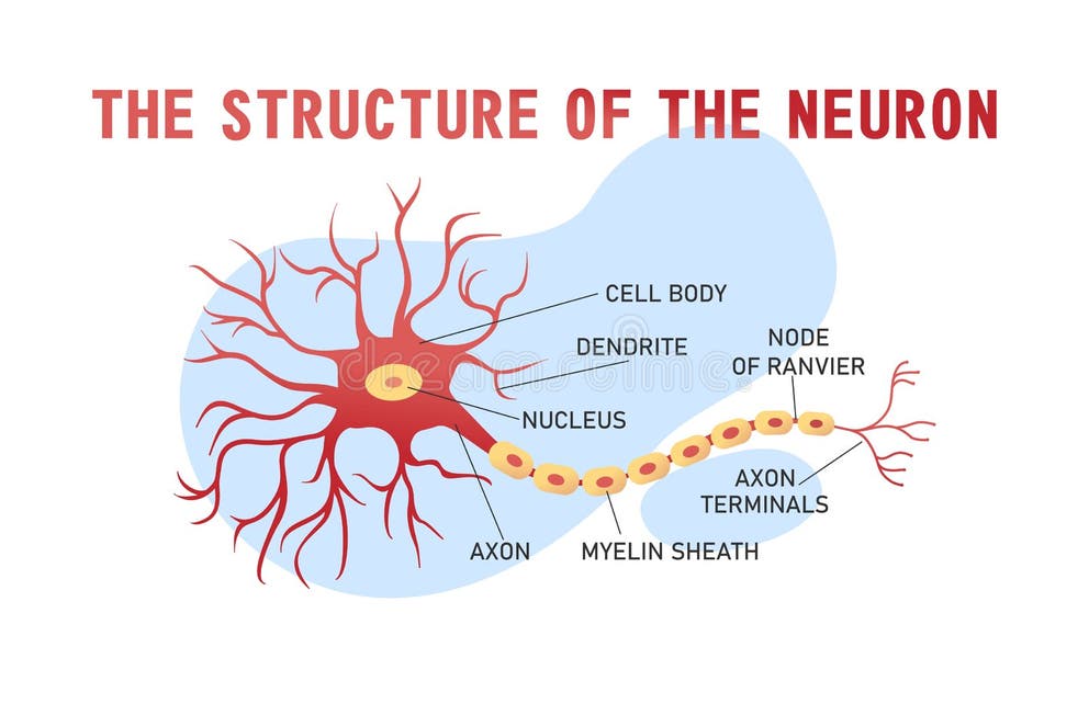Structure of the Brain Neuron Stock Illustration - Illustration of ...