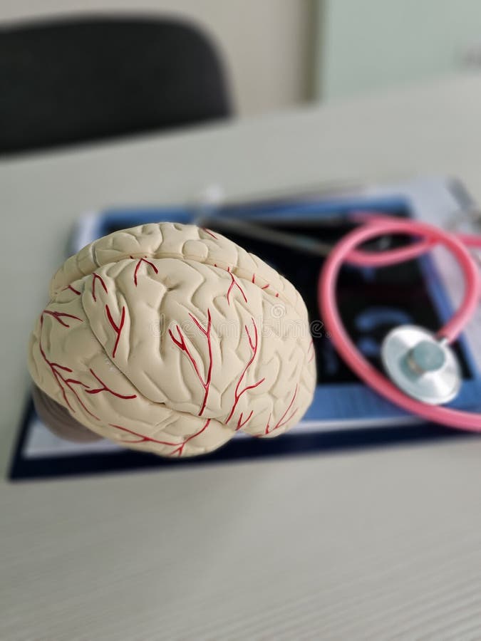 Educational Model of Human Brain Displayed with Stethoscope on a Table ...