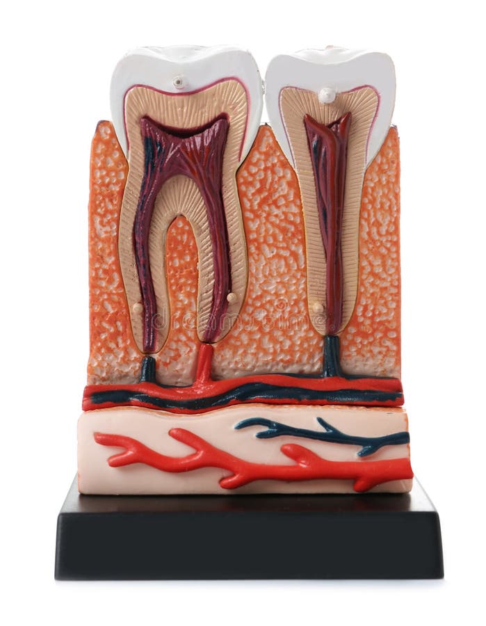 Educational Model of Jaw Section with Teeth on Color Stock Photo ...