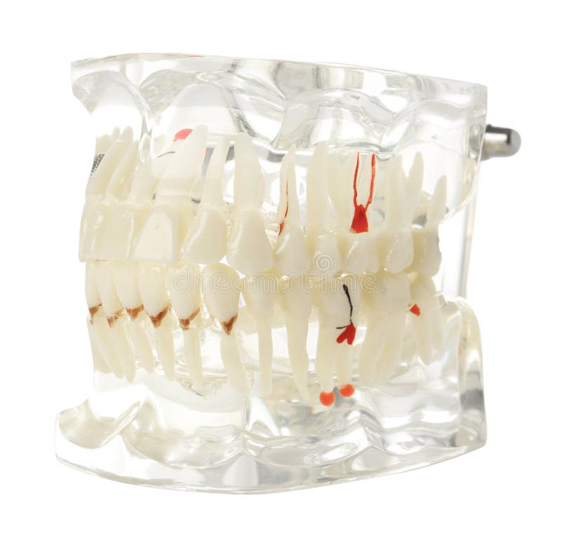 Educational Model of Oral Cavity with Teeth Stock Image - Image of ...