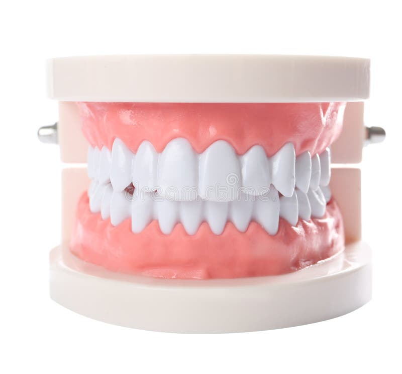 Educational Model of Oral Cavity with Teeth on White Stock Image ...