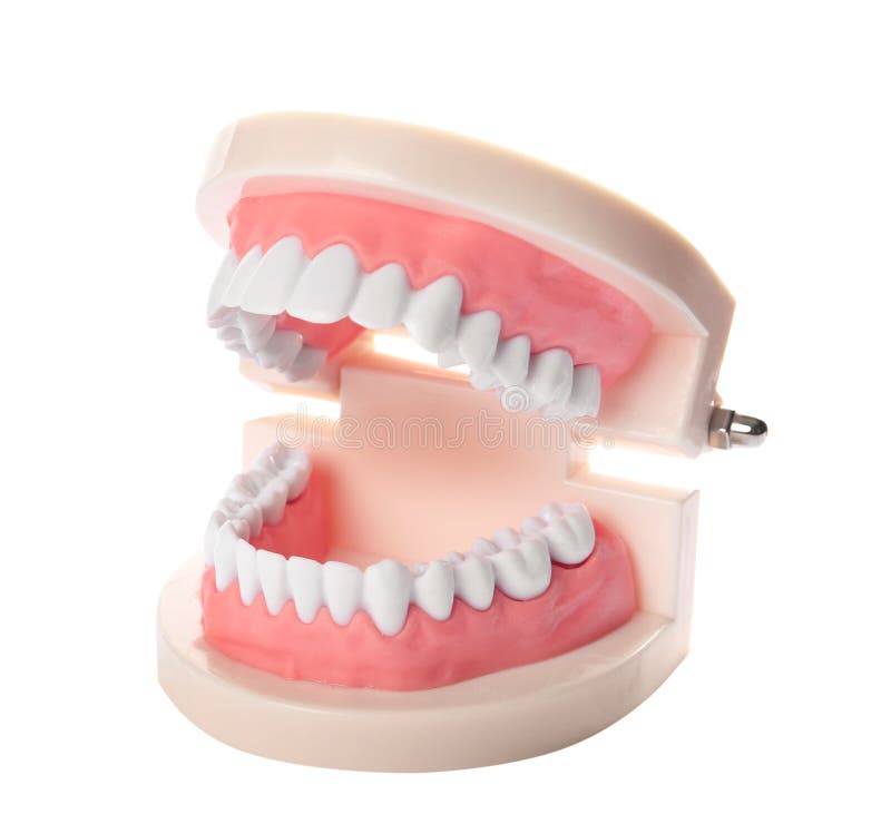 Educational Model of Oral Cavity with Teeth Stock Image - Image of ...