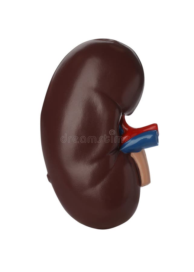 Educational Plastic Kidney Model on White Background Stock Photo ...