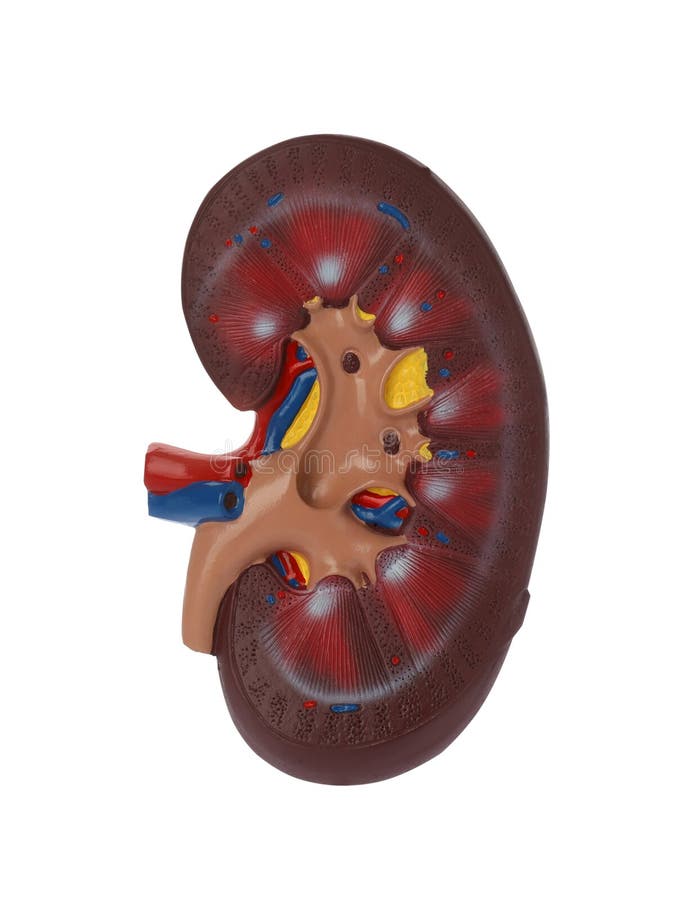 Educational Plastic Kidney Model on White Background Stock Image ...