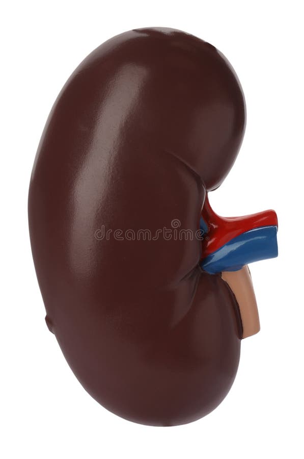 Educational Plastic Kidney Model on White Background Stock Photo ...