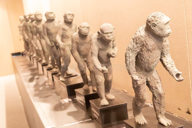 Educational Representation of Human Evolution Editorial Image - Image ...