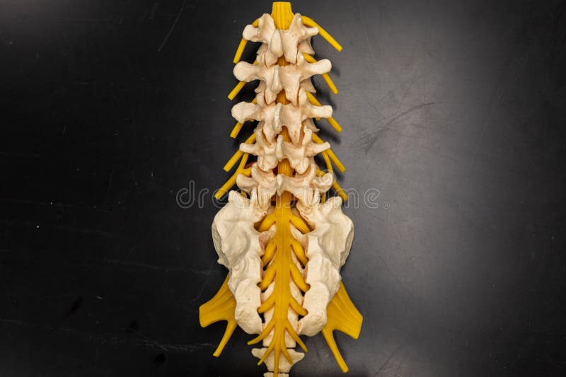 Sacral Spine Nerves Stock Photos - Free & Royalty-Free Stock Photos ...