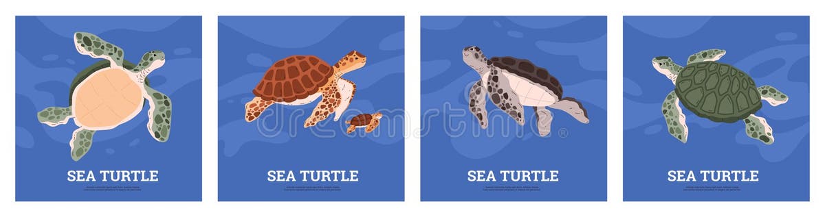 Turtle Learning Stock Illustrations – 1,344 Turtle Learning Stock ...