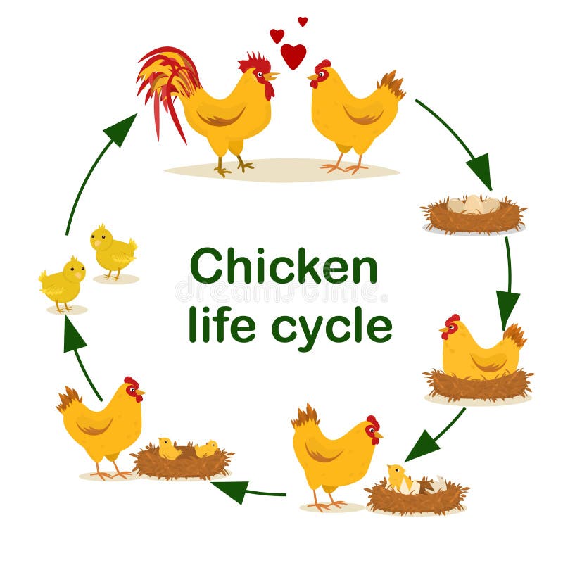 Chicken Life Cycle Stock Illustrations 253 Chicken Life Cycle Stock