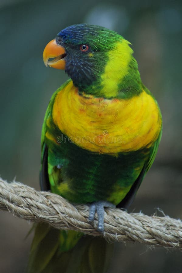 Edwardâ€™s Lorikeet stock photo. Image of avian, animal - 175878170