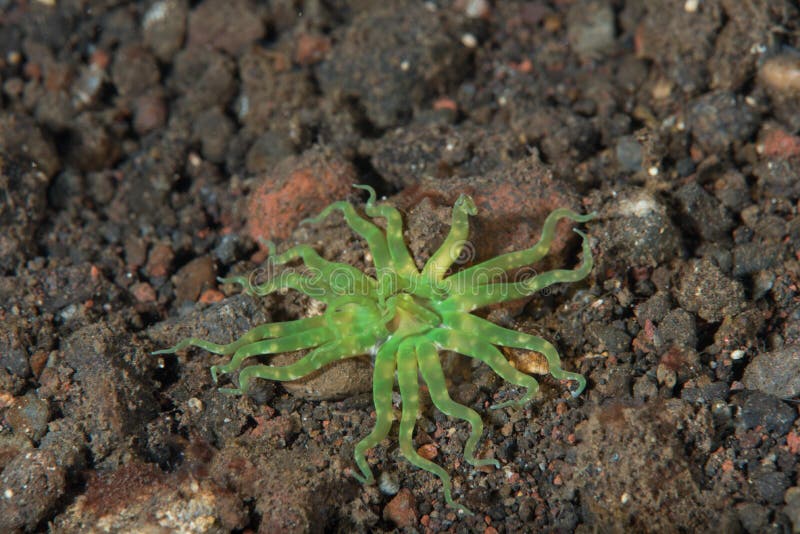 Sea Anemone Edwardsianthus Gilbertensis Stock Image - Image of anemone ...