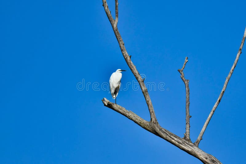 Eegret Egret White Big Bird on a Tree Stock Photo - Image of wing ...