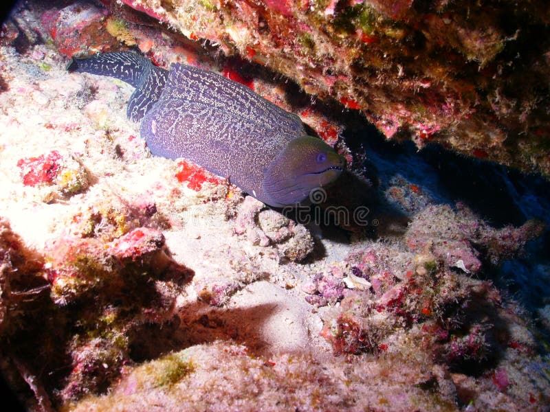 Eel stock photo. Image of star, scuba, japan, diving - 17546490