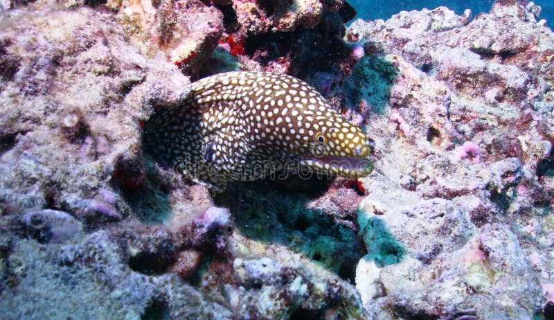 Star fish stock image. Image of water, scuba, star, nemo - 17546501