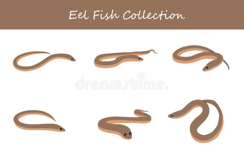 Eel Collection. Eel in Different Poses. Vector Illustration Stock ...