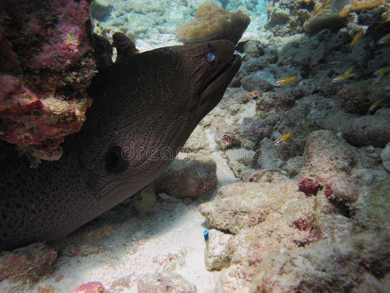 Female Ribbon Eel with Mouth Open Side View Stock Image - Image of ...