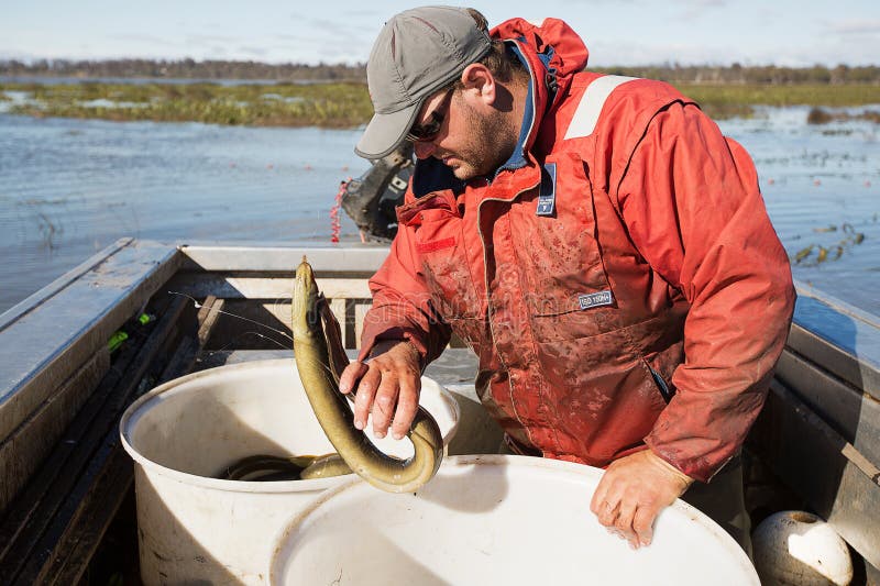 Eel Fisherman stock photo. Image of people, boat, working - 43496750
