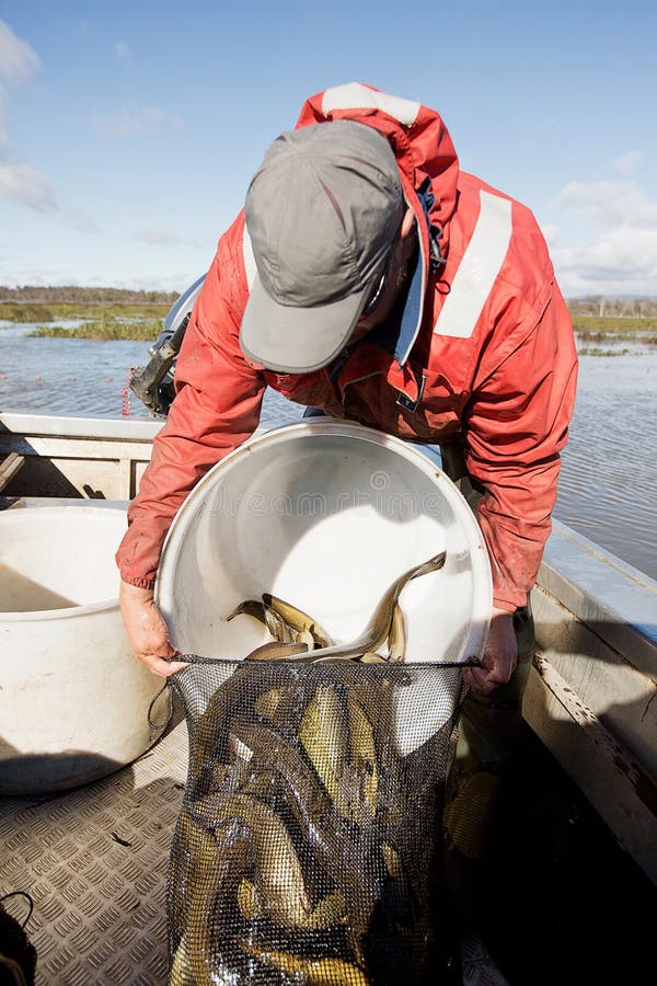 Eel Fisherman stock photo. Image of fishery, waterway - 43496902