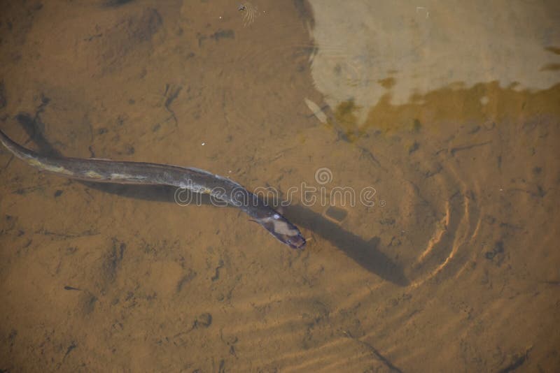 Eel with His Mouth Open while Underwater Stock Photo - Image of shallow ...