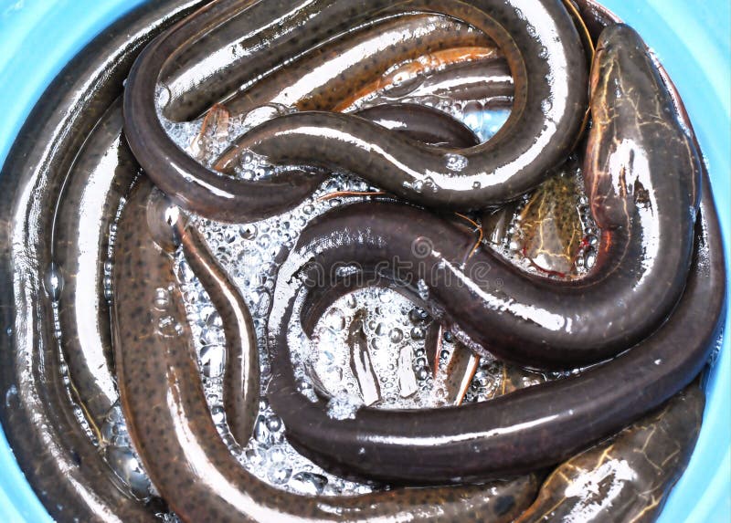Ricefield eels stock photo. Image of large, aquatic, closeup - 26397110