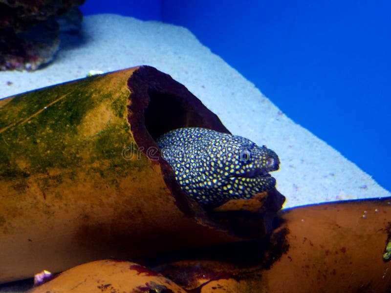 Eel in pipe stock photo. Image of pipe, hanging, water - 83115404