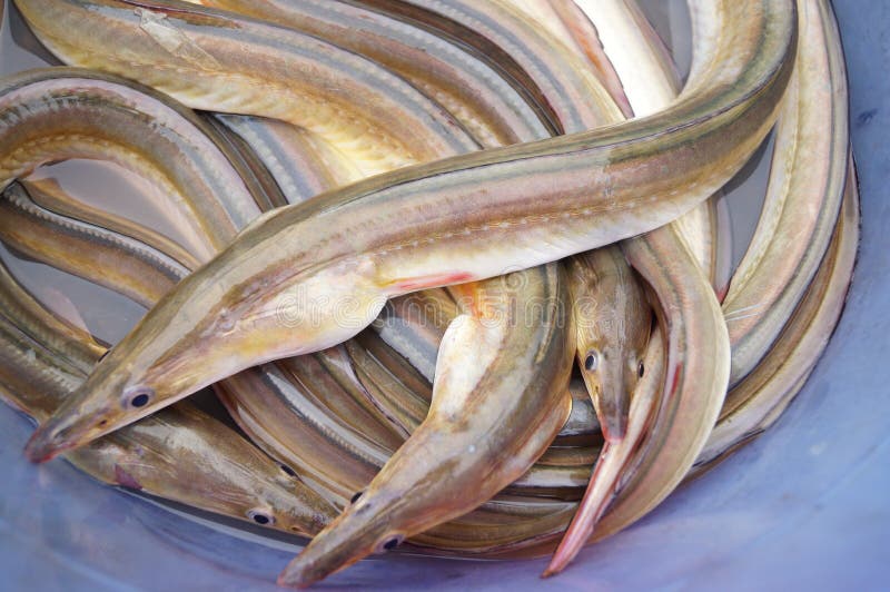 Eel stock photo. Image of seafood, fish, still, market - 46374774