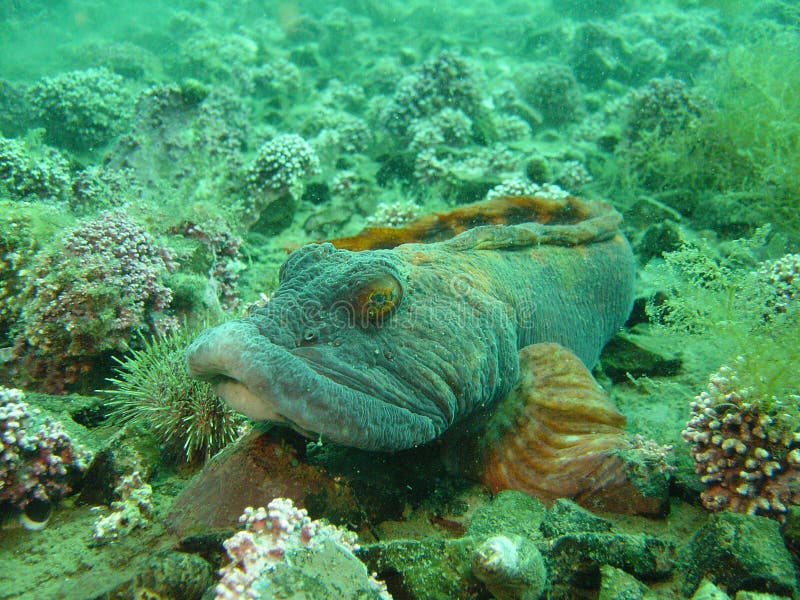 Eel Pout stock image. Image of underwater, bottom, marine - 27480673